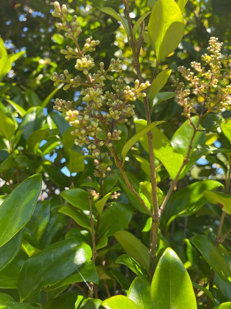 6 Waxleaf Privet Plant Cuttings for Propagation - Etsy