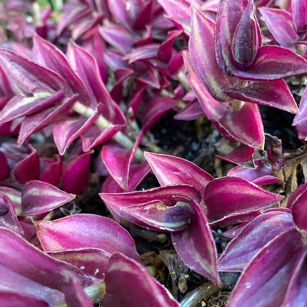Purple Wandering Jew - Etsy