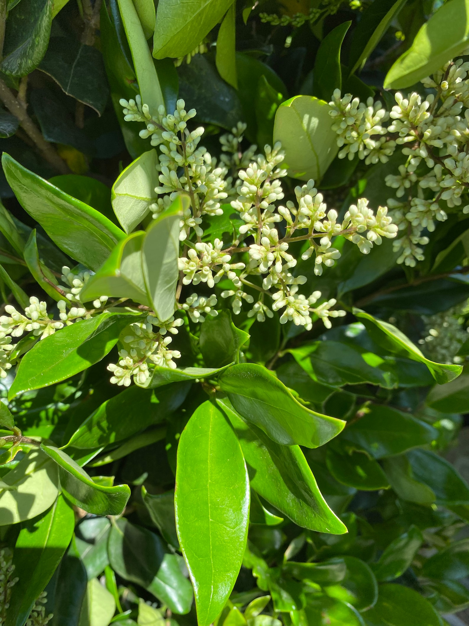 6 Waxleaf Privet Plant Cuttings for Propagation - Etsy