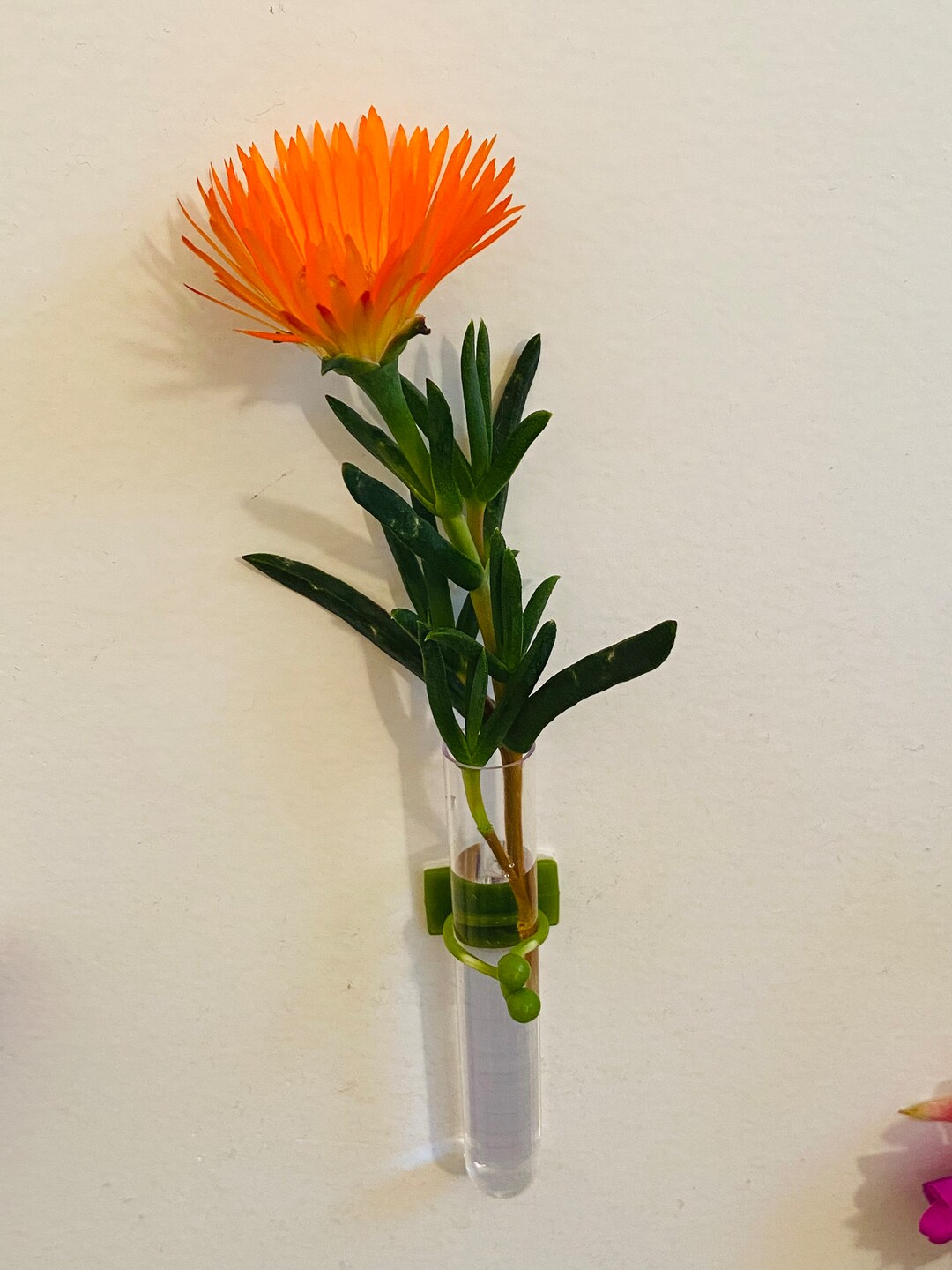 3 Wall Propagation Sets Including 3 Fresh Cuttings From My Collections ...