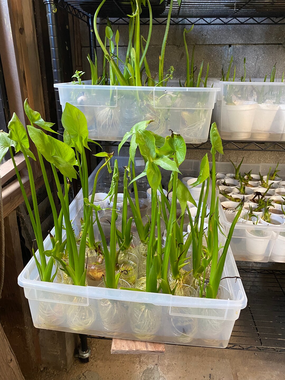 5 Edible Chinese Arrowheads Live Tubers for Planting. See Last Two ...