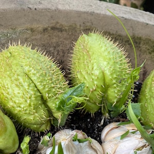 2 Just Sprouted Chayote Squash Ready for Planting - Etsy