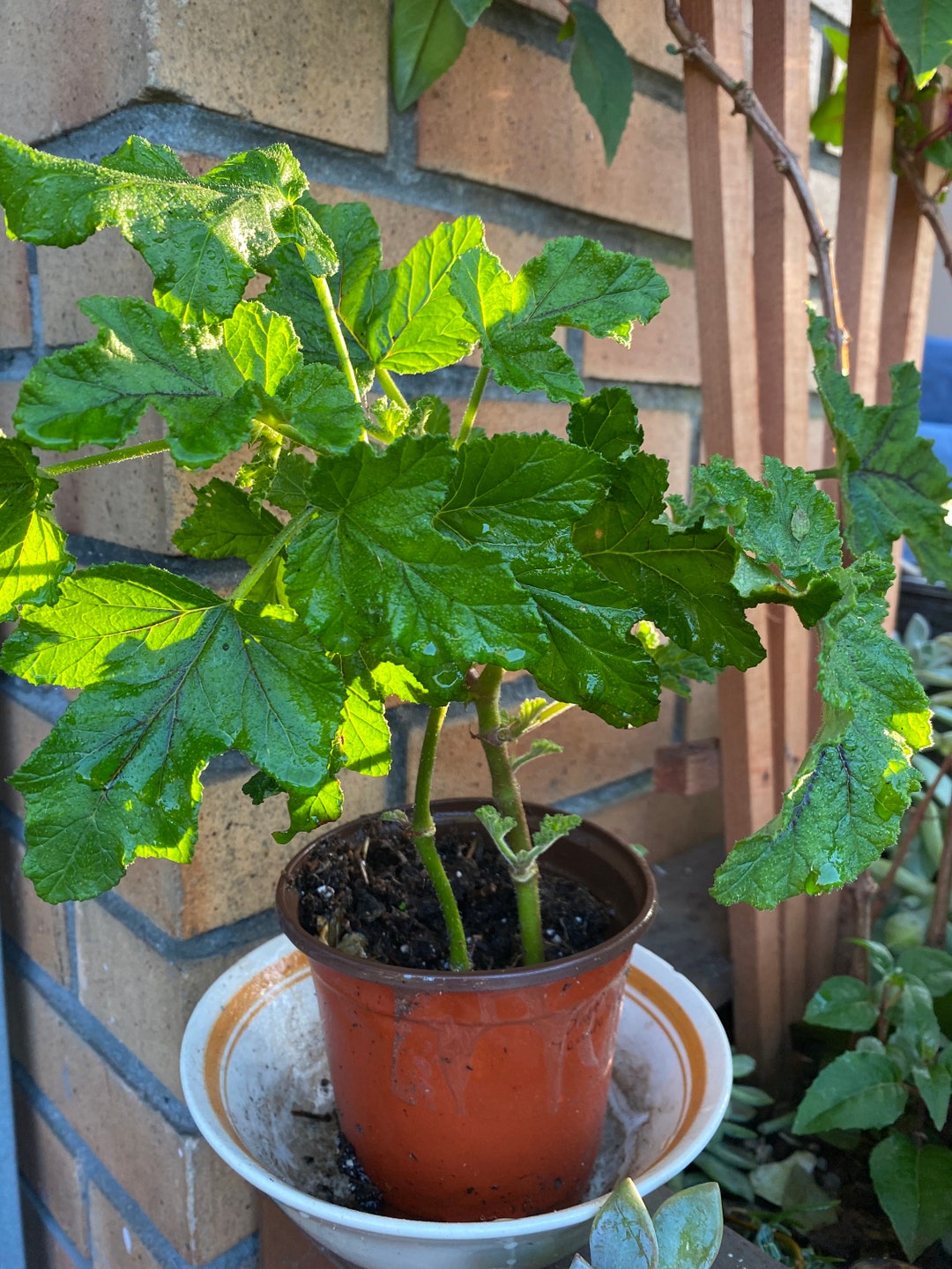 1 Scented Geranium Live Plant - Etsy