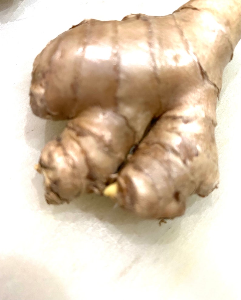 7 Pieces Edible Gingers for Planting - Etsy