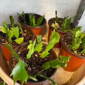 4 Holiday Cactus Rooted Starter Plants - Etsy