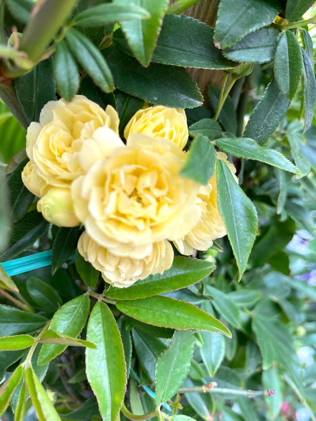 3 Rare Yellow Lady Banks Climbing Rose Cuttings for Propagation - Etsy