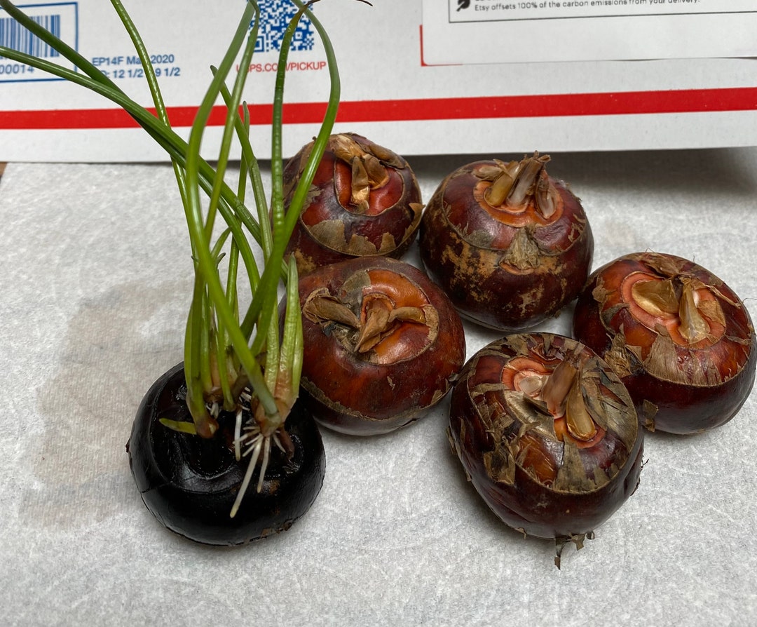 10 Eleocharis Dulcis/asian Water Chestnut Bulbs 馬蹄 - Etsy