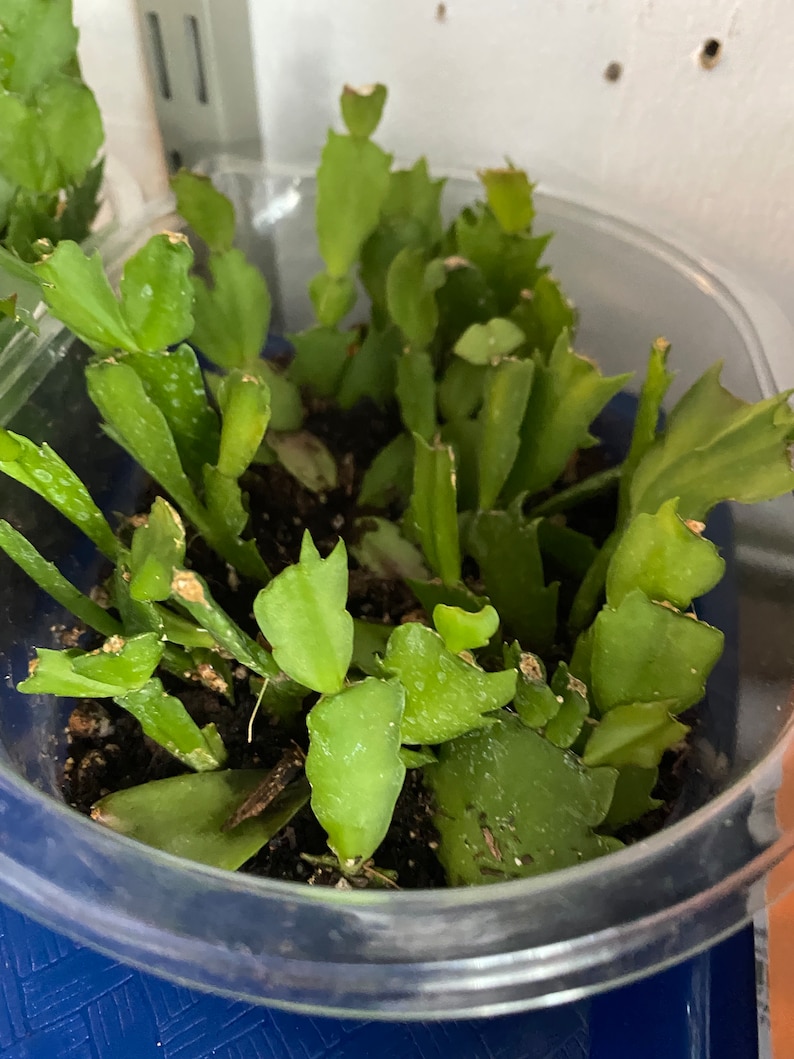 4 Holiday Cactus Rooted Starter Plants - Etsy