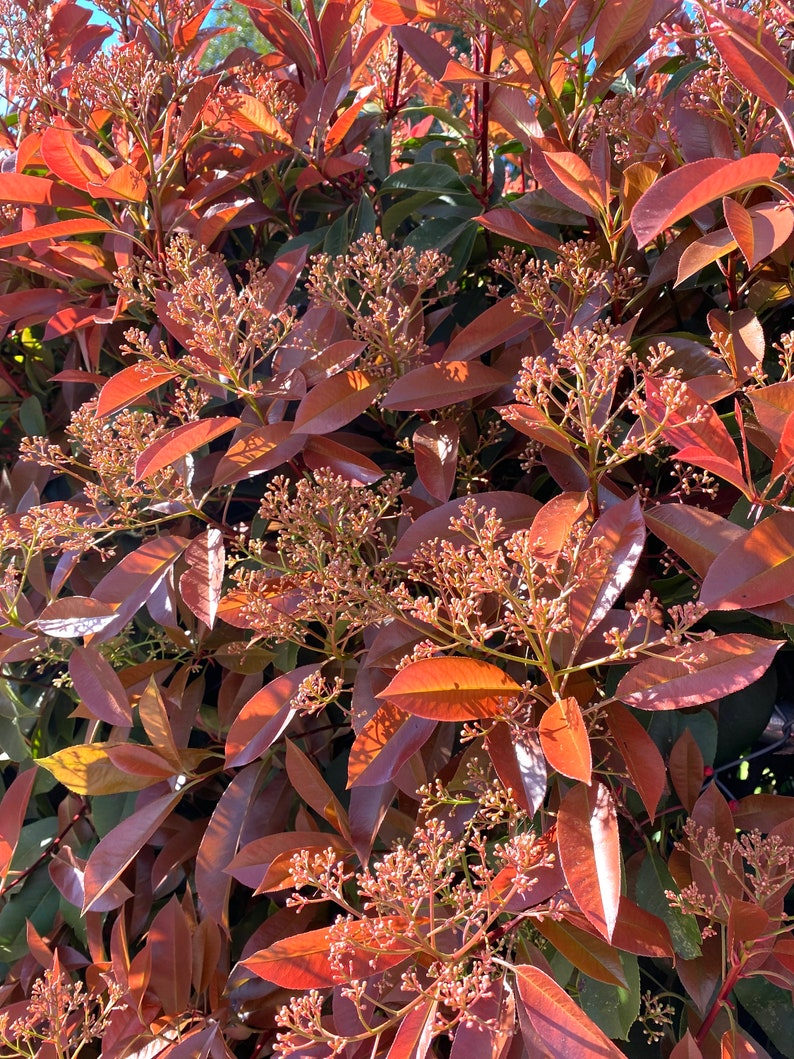 5 Red Tip Photinia Cuttings - Etsy