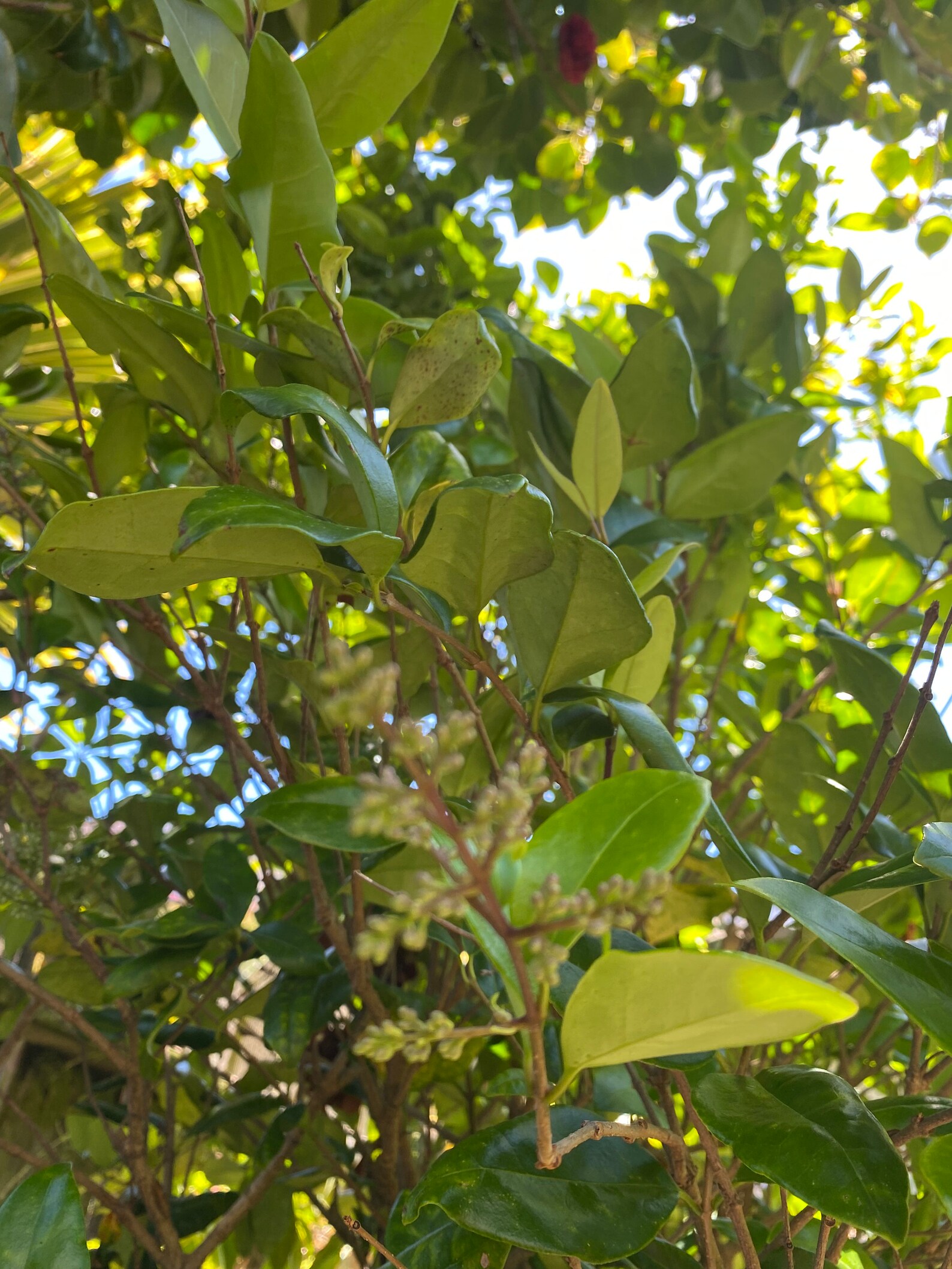 6 Waxleaf Privet Plant Cuttings for Propagation | Etsy