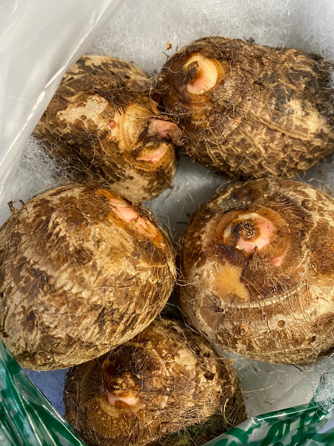 5 Edible Taro Roots for Planting - Etsy