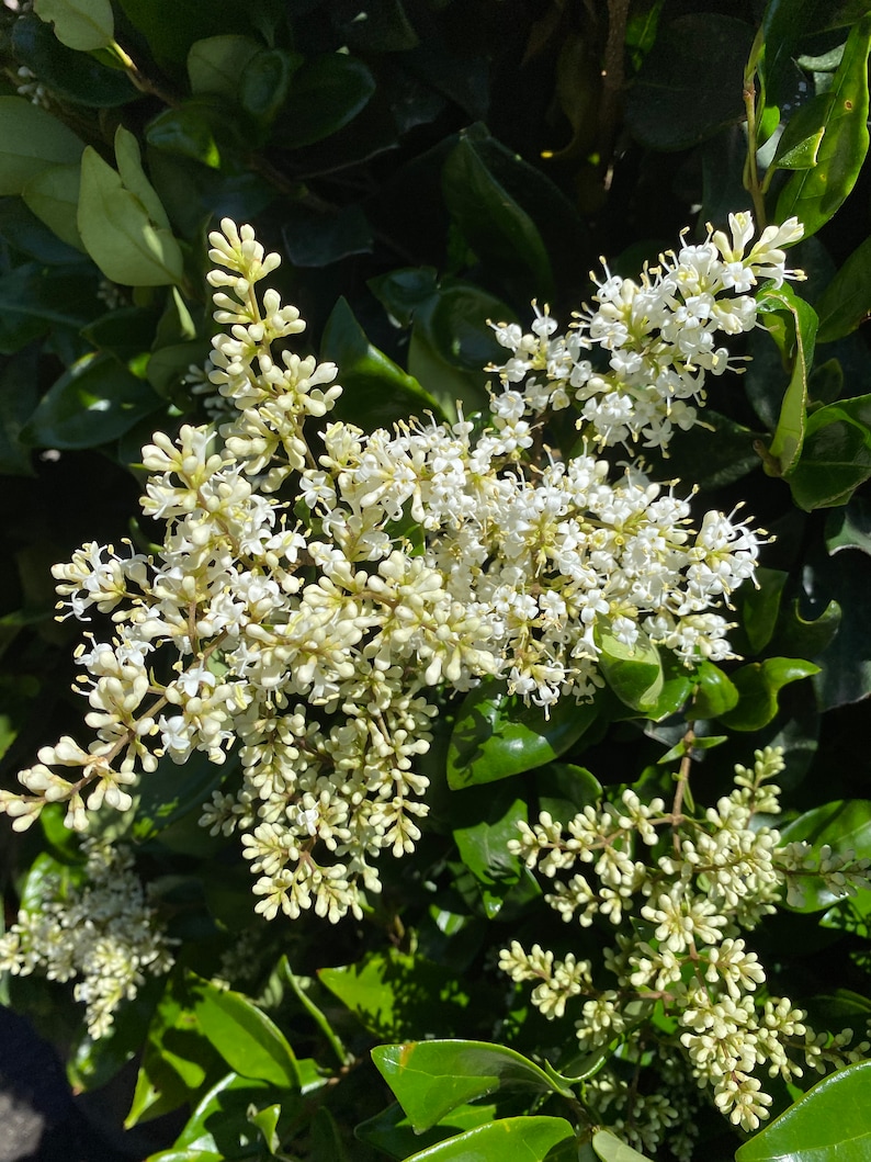 6 Waxleaf Privet Plant Cuttings for Propagation - Etsy
