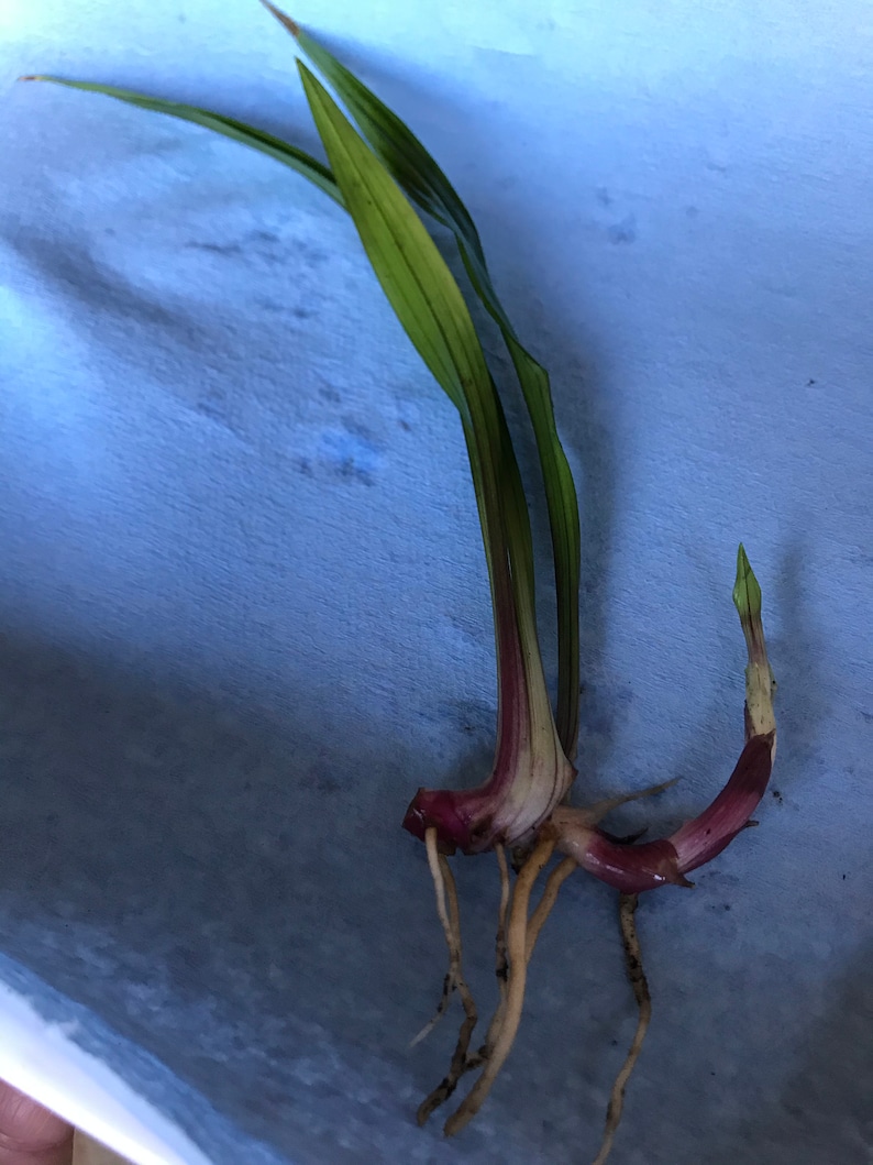 3 Chinese Lucky Grass Raineckia Carnea Ji Xiang Cao Live - Etsy