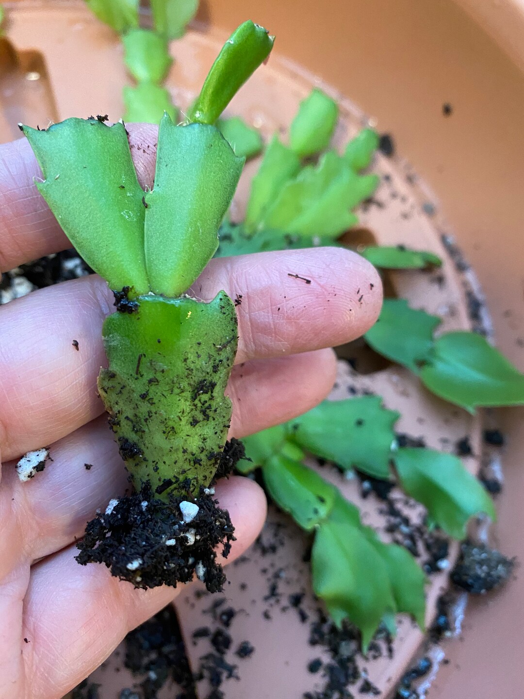 4 Holiday Cactus Rooted Starter Plants - Etsy