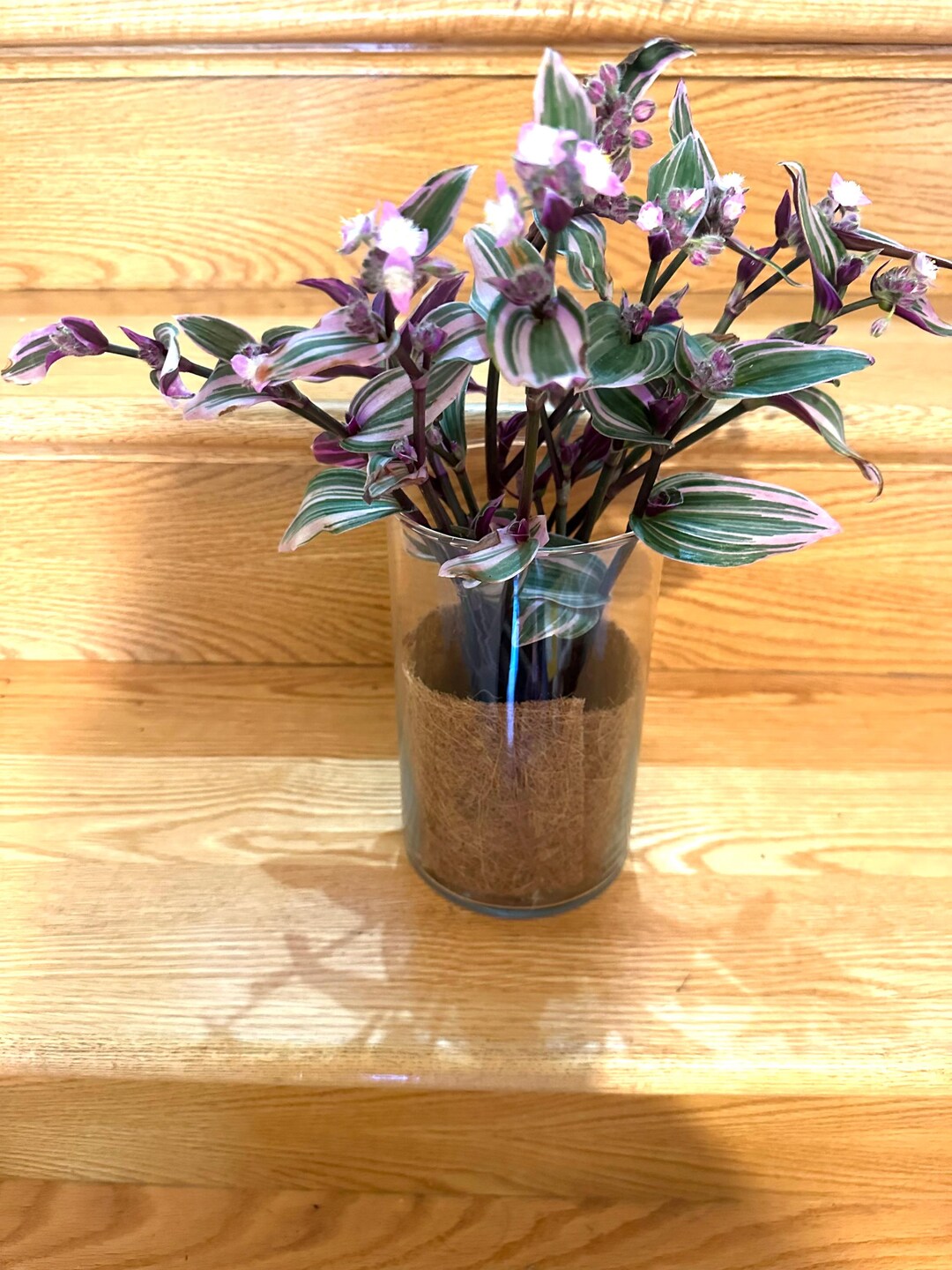 8 Flowering Stems of Nanouk - Etsy