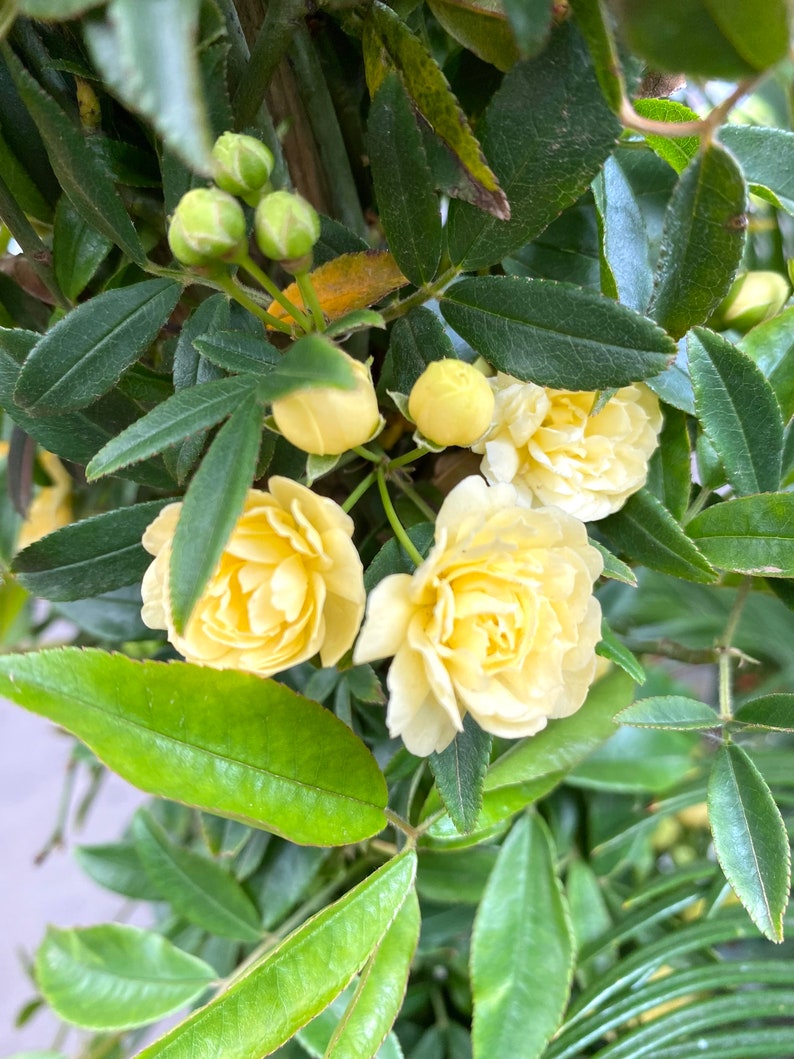 3 Rare Yellow Lady Banks Climbing Rose Cuttings for Propagation - Etsy