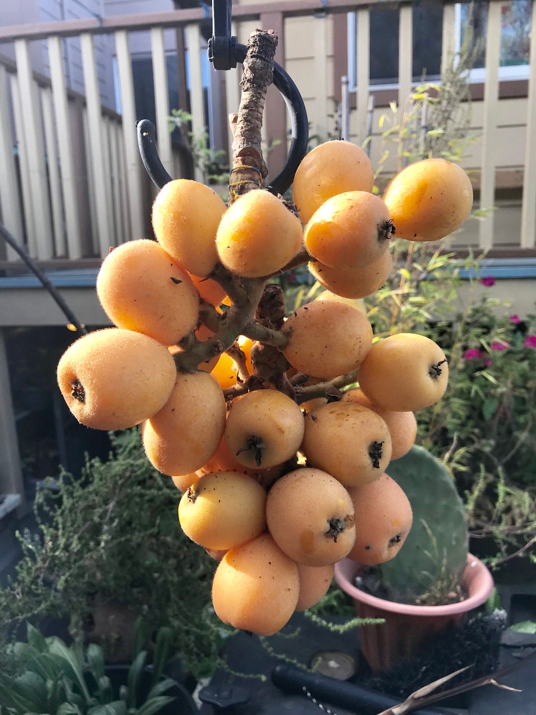 30 Fresh Loquat Leaves - Etsy