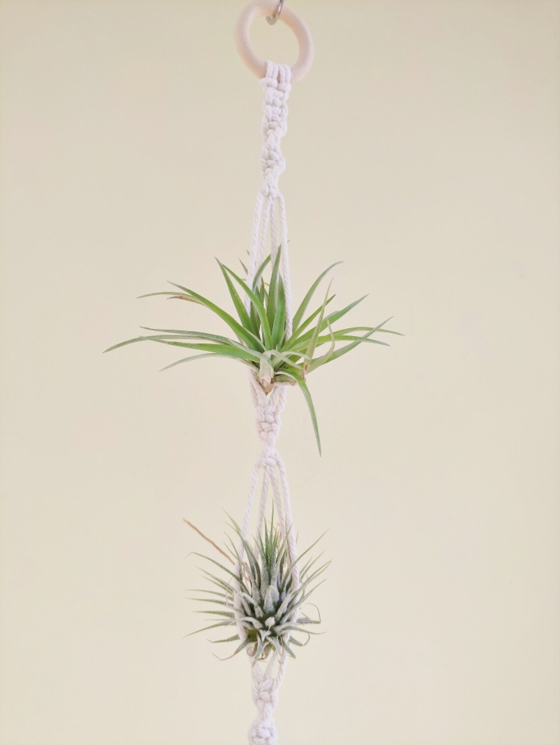 Macrame Air Plant Holder Air Plant Hanger Air Plant Display - Etsy UK