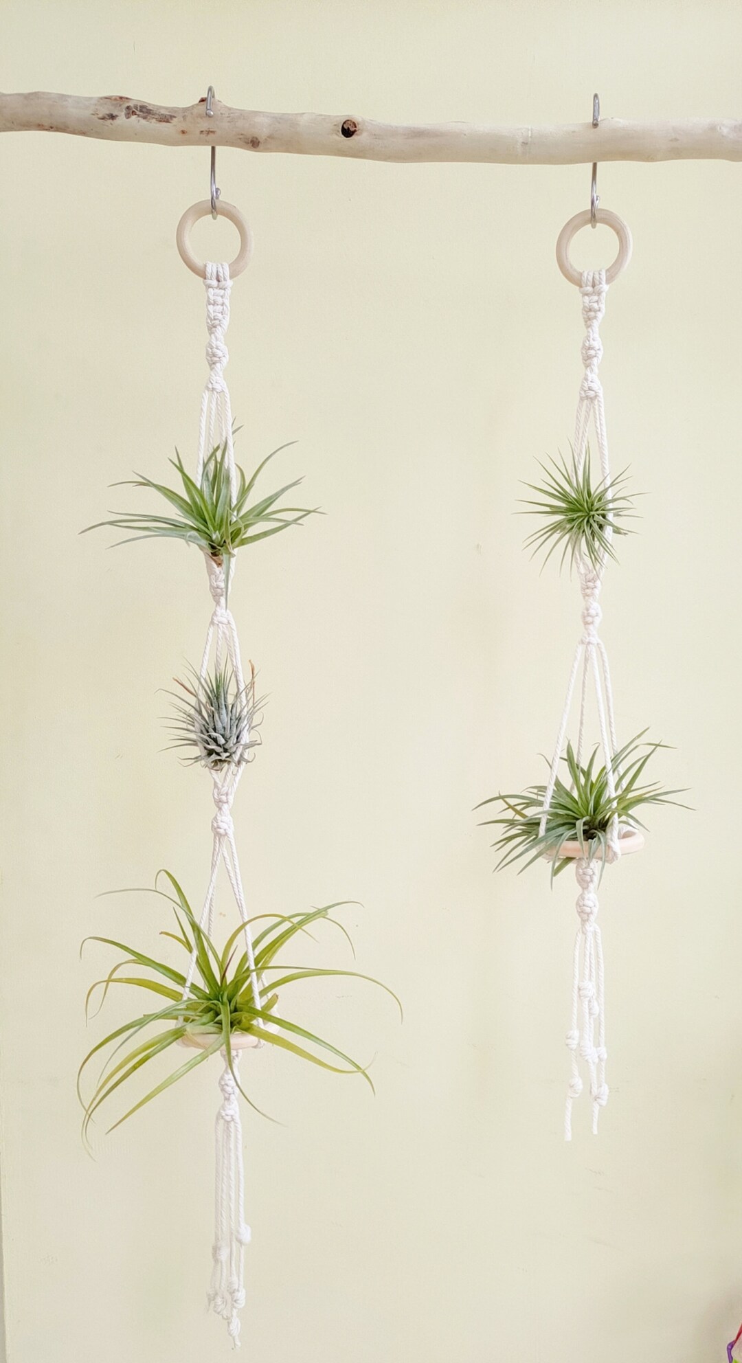 Macrame Air Plant Holder, Air Plant Hanger, Air Plant Display, Boho ...