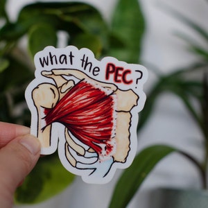 What the PEC? Glossy Vinyl Sticker for Water Bottles, Laptops, Cars ...