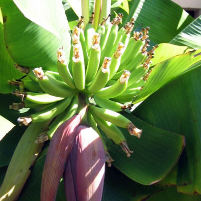 Dwarf Banana - Etsy