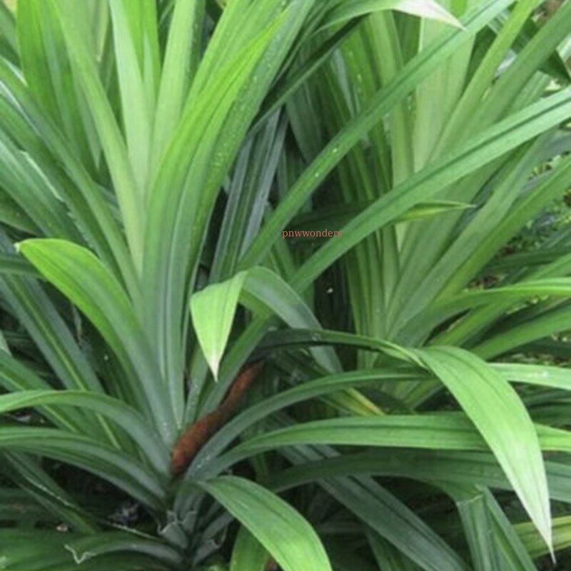 Pandan - Etsy