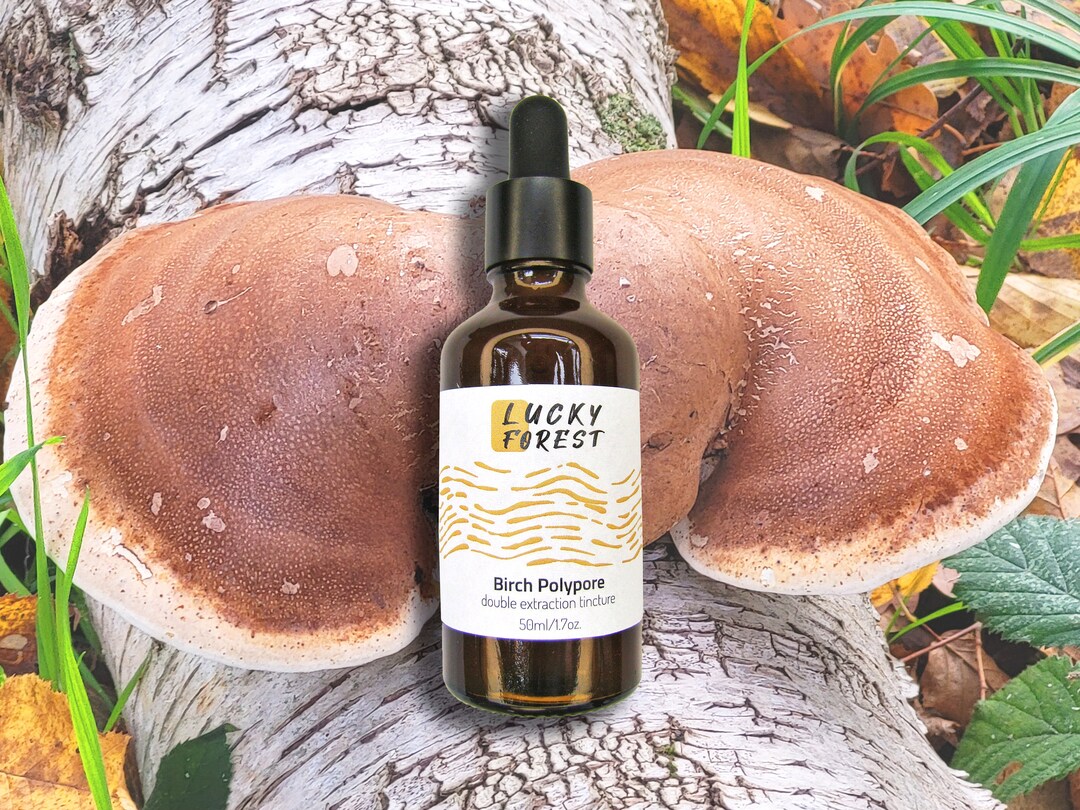 Birch Polypore Tincture 50ml 1 7oz Double Extraction Fomitopsis