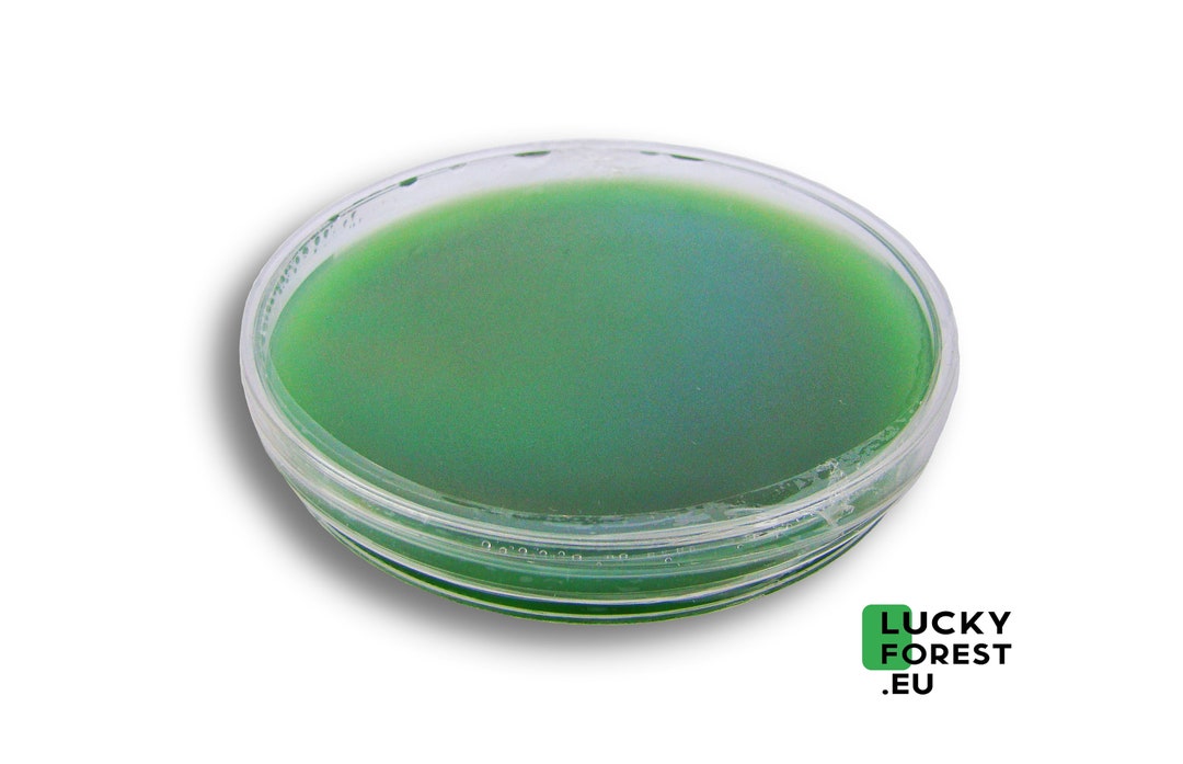 Sterile GREEN Agar Plate MYA Petri Dish Mushroom Grow Medium - Etsy