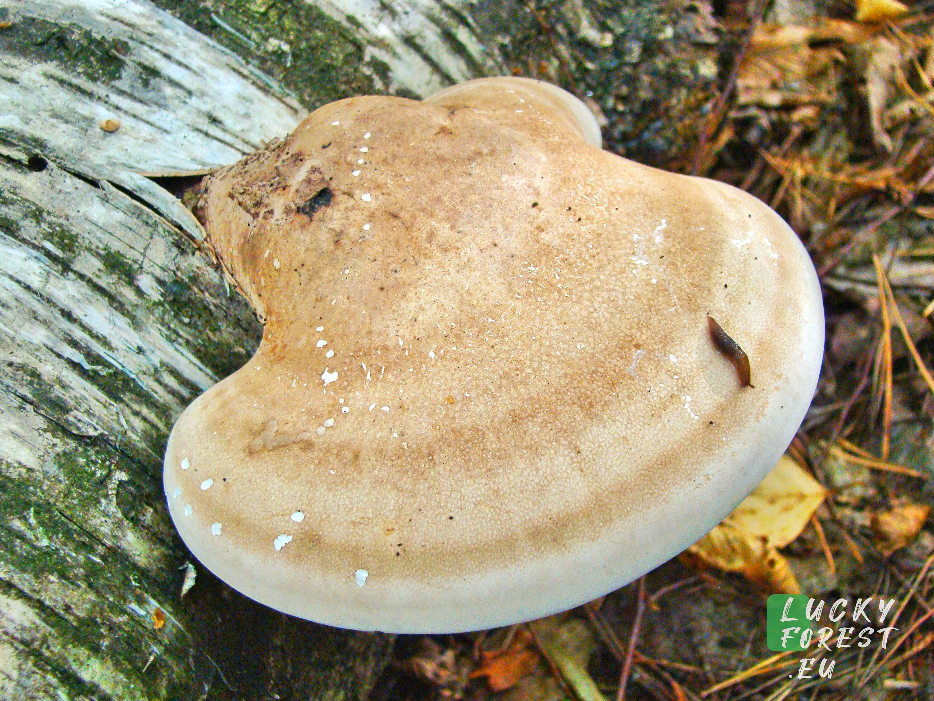 Birch Polypore Tincture 50ml 1.7oz. Double-extraction fomitopsis ...