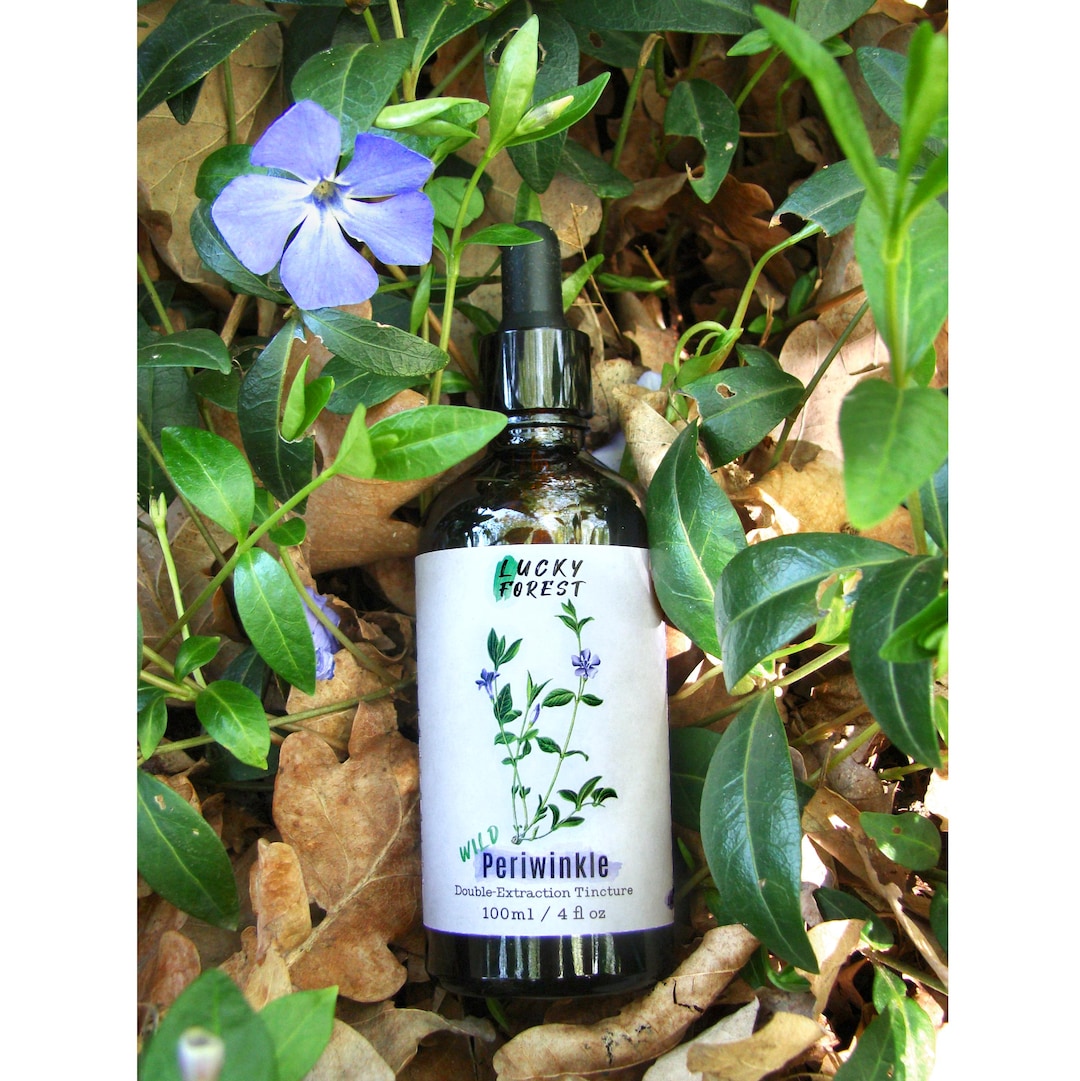 Wild Periwinkle Tincture 100ml (4 Fl Oz.) Double-extraction (vinca ...