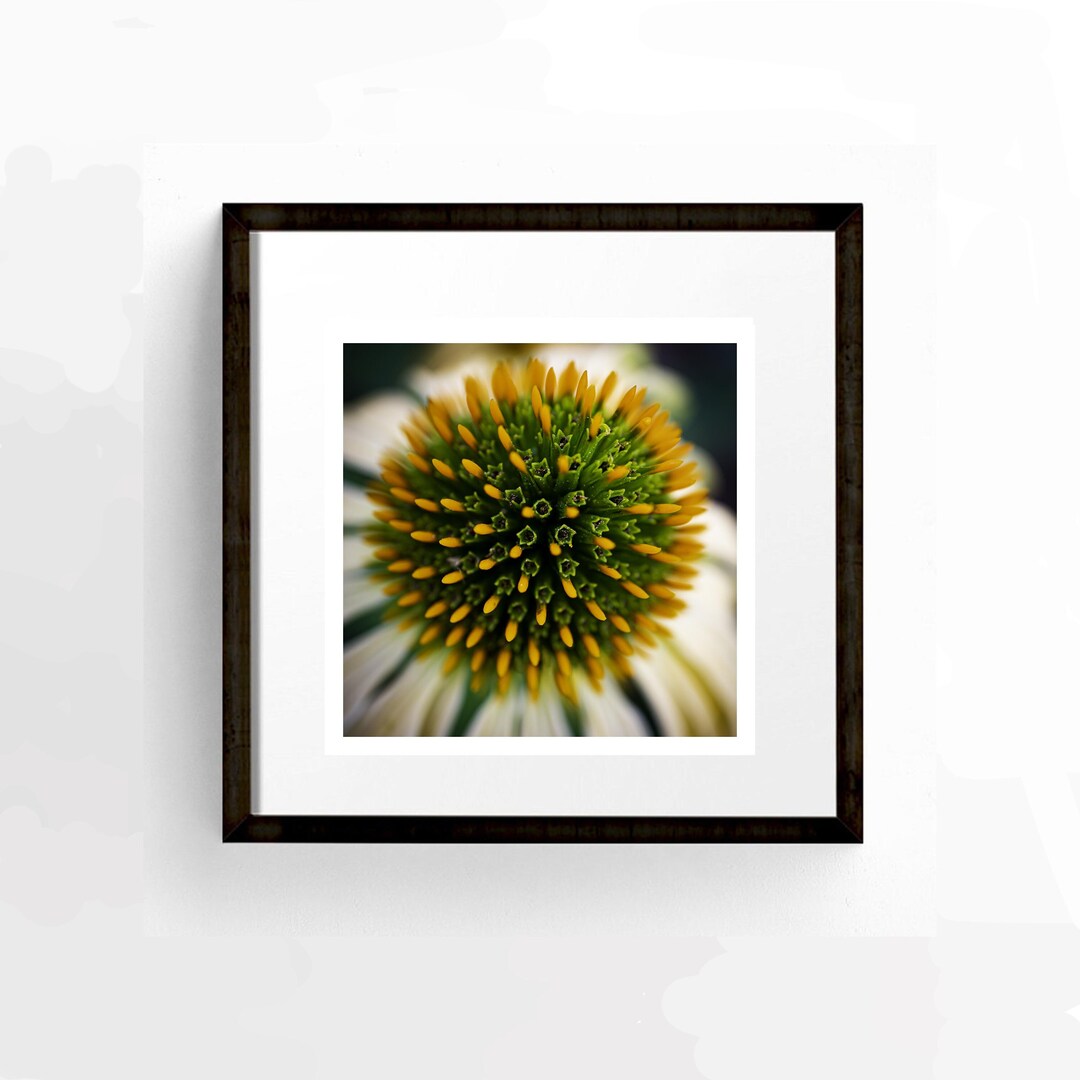 Beautiful Flower Print, Floral Petal Wall Art, Contemporary Photograph ...