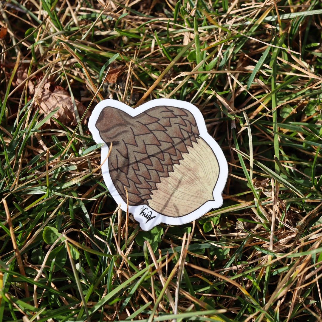 Acorn Sticker, Rustic Waterproof Vinyl Decal - Etsy