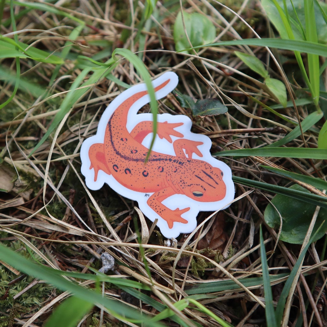 Orange Red Spotted Newt Sticker - Etsy