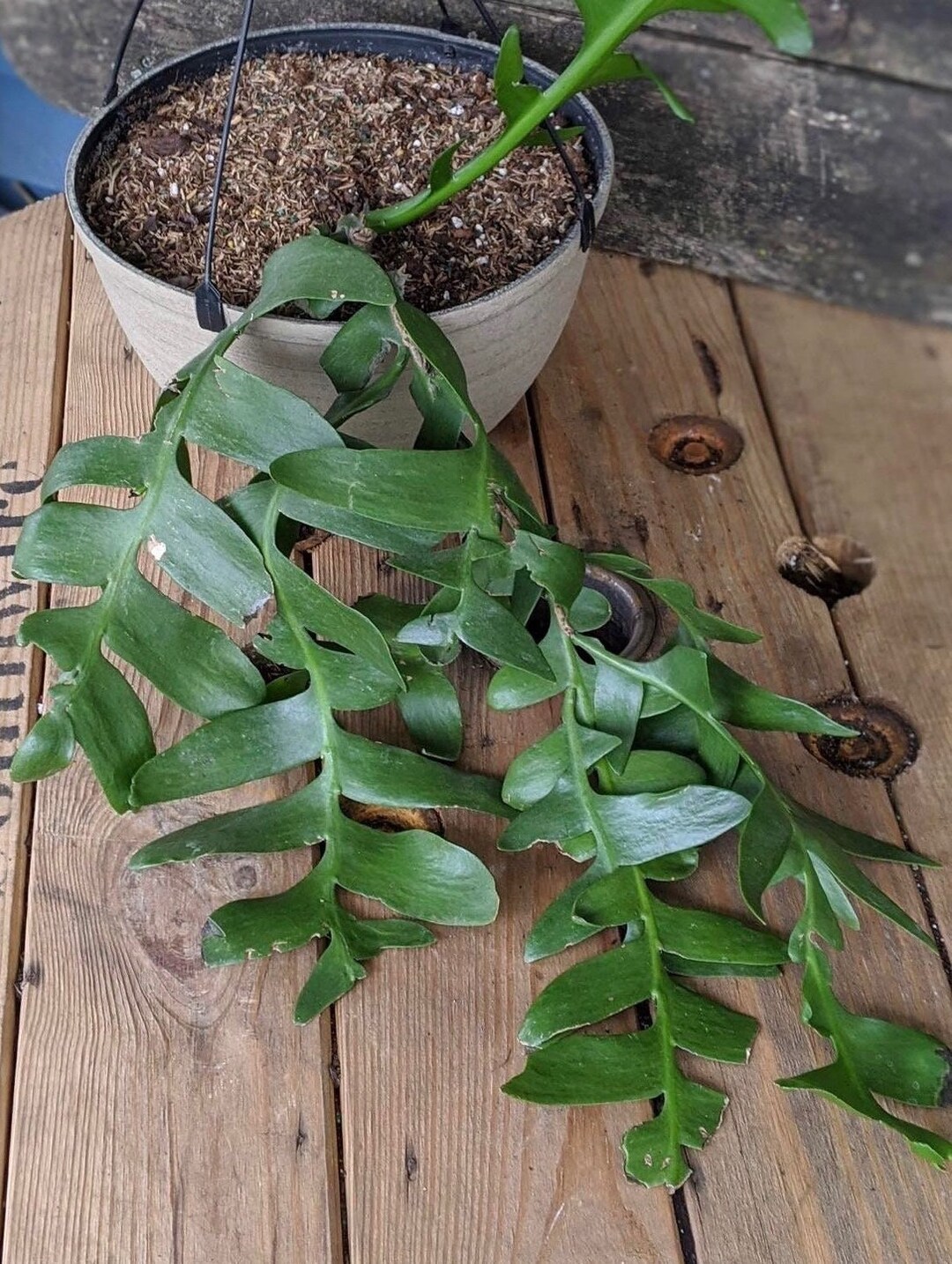 Shark Tooth Cactus / Selenicereus Chrysocardium ALL PLANTS Require You ...