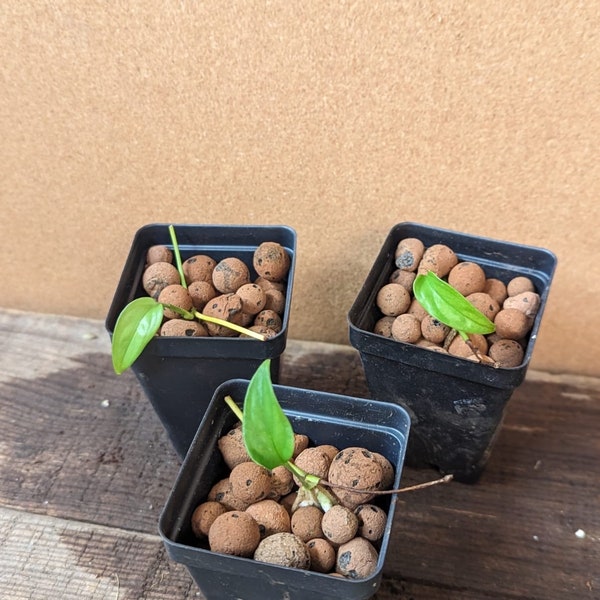 Monstera Filamentosa - Etsy