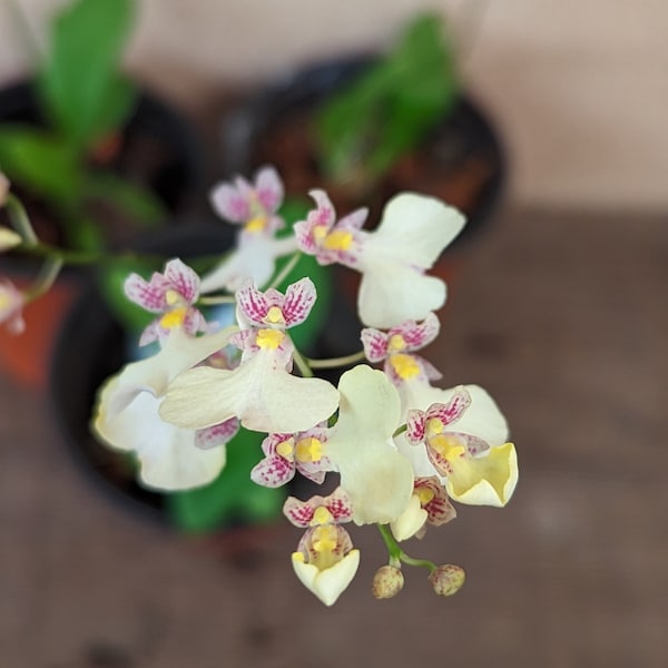 Orchid Plant - Etsy