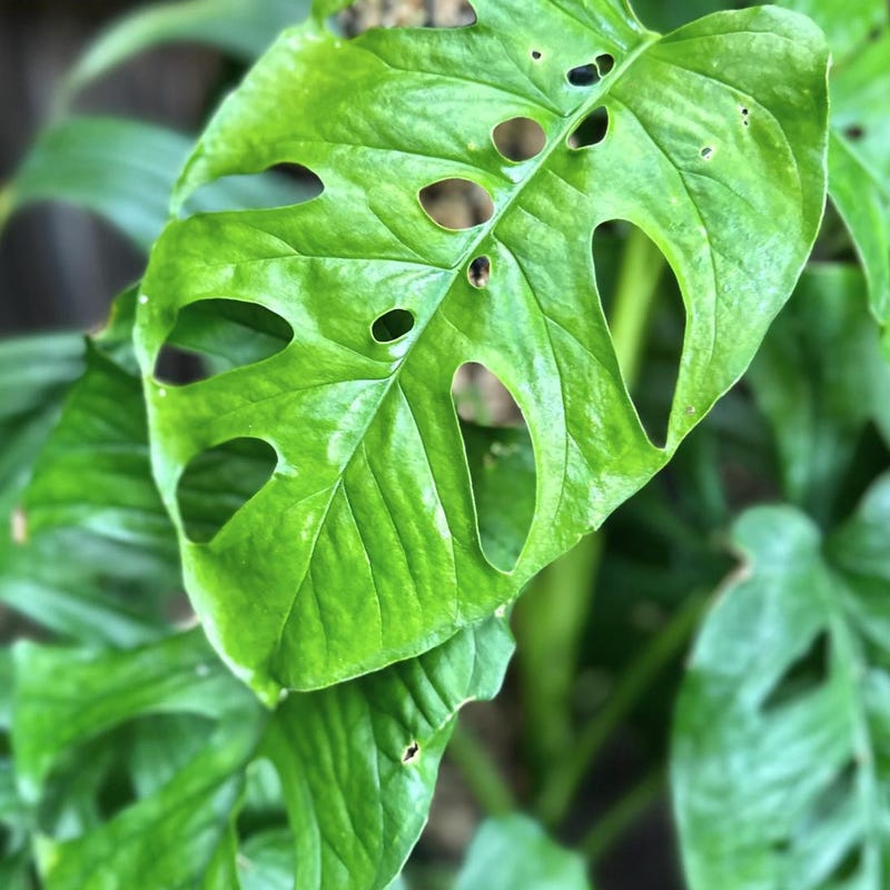 Monstera Dubia - Etsy