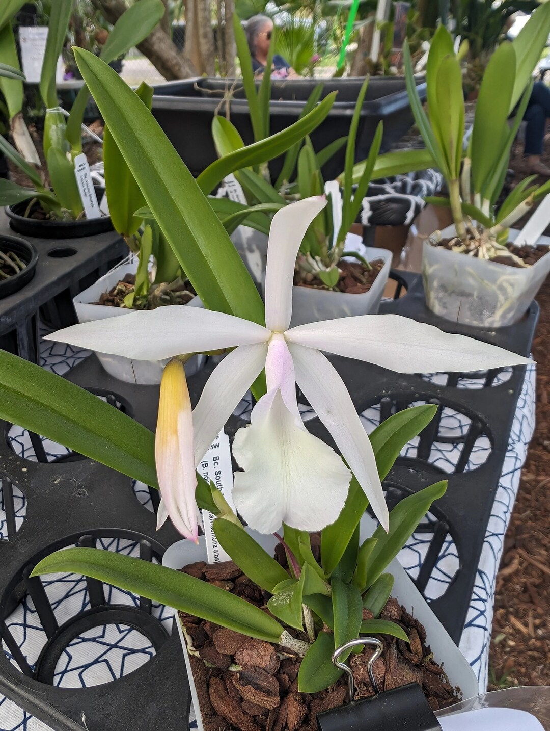 Bc South Miami Orchid Plants ALL ORCHIDS Require You to Purchase ...