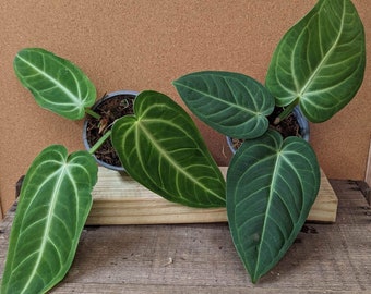 Very Rare Anthurium NOID Native to Peru Possible Anthurium - Etsy