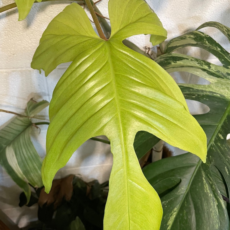 Florida Ghost Philodendron - Etsy