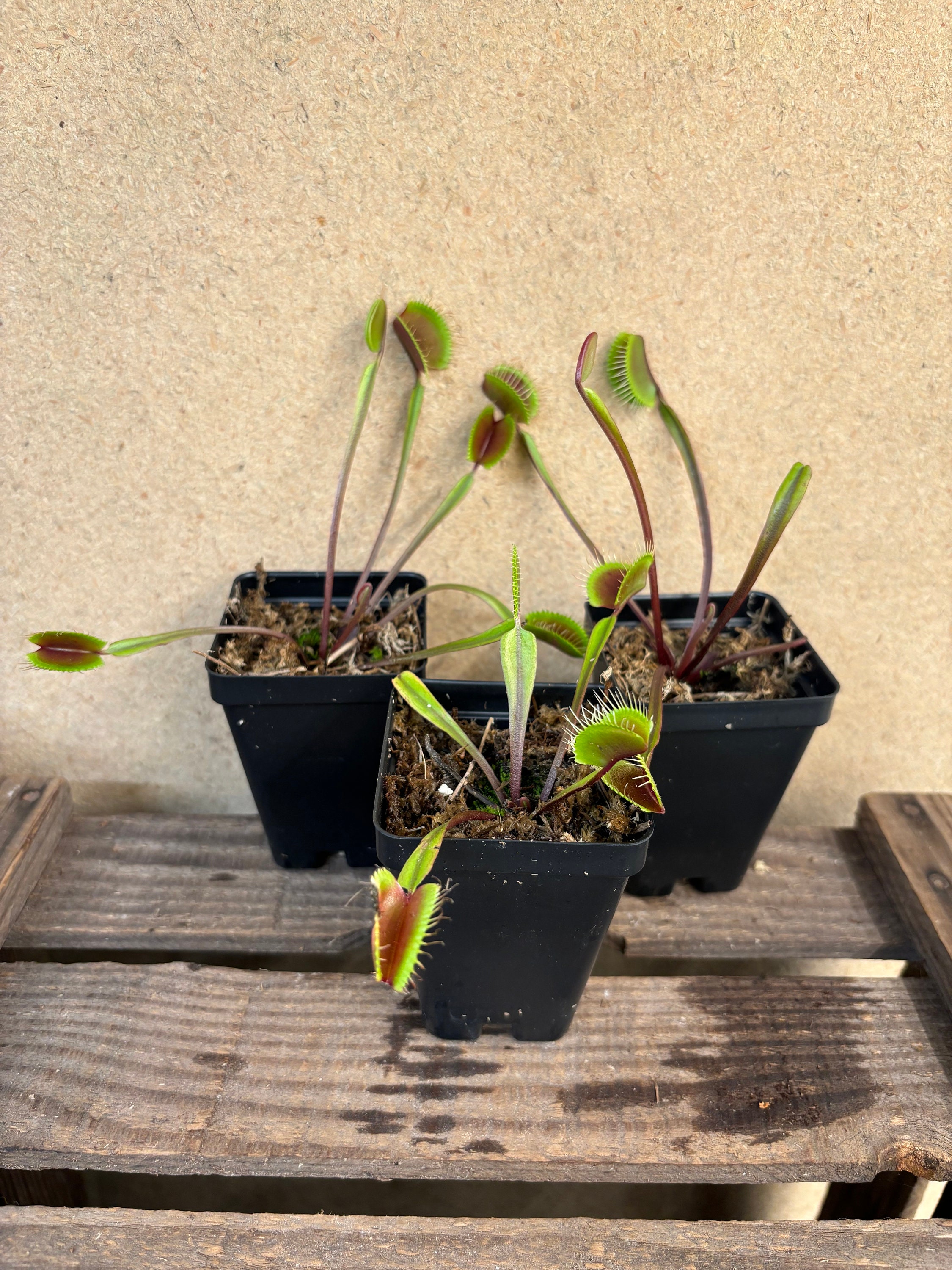 Atlas deactivated fly trap