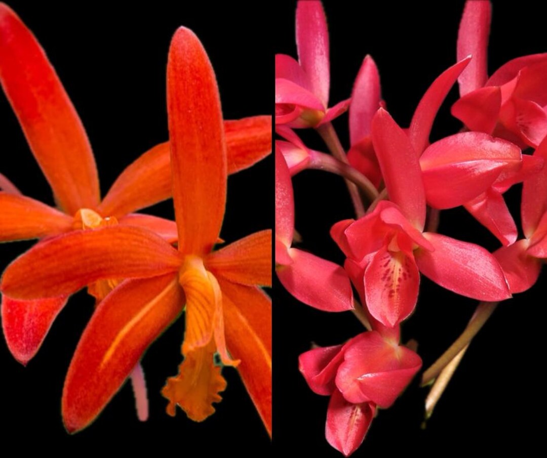 Cattleya Brazilian Angel X Gur. Guatemalensis Orchid Plants ALL ORCHIDS ...