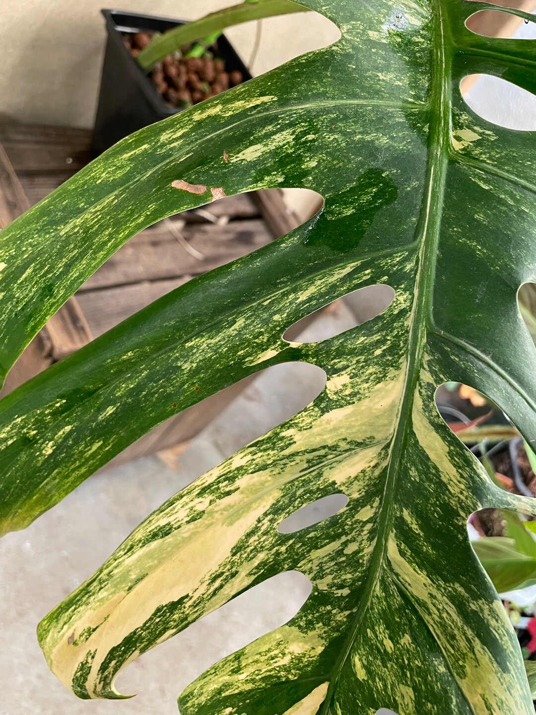 Monstera Aurea / Variegated Monstera Aurea - Etsy