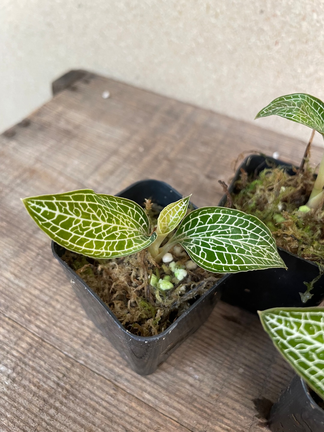 Ludochilus Poly 2 Jewel Orchid Starter Plant ALL STARTER PLANTS Require ...