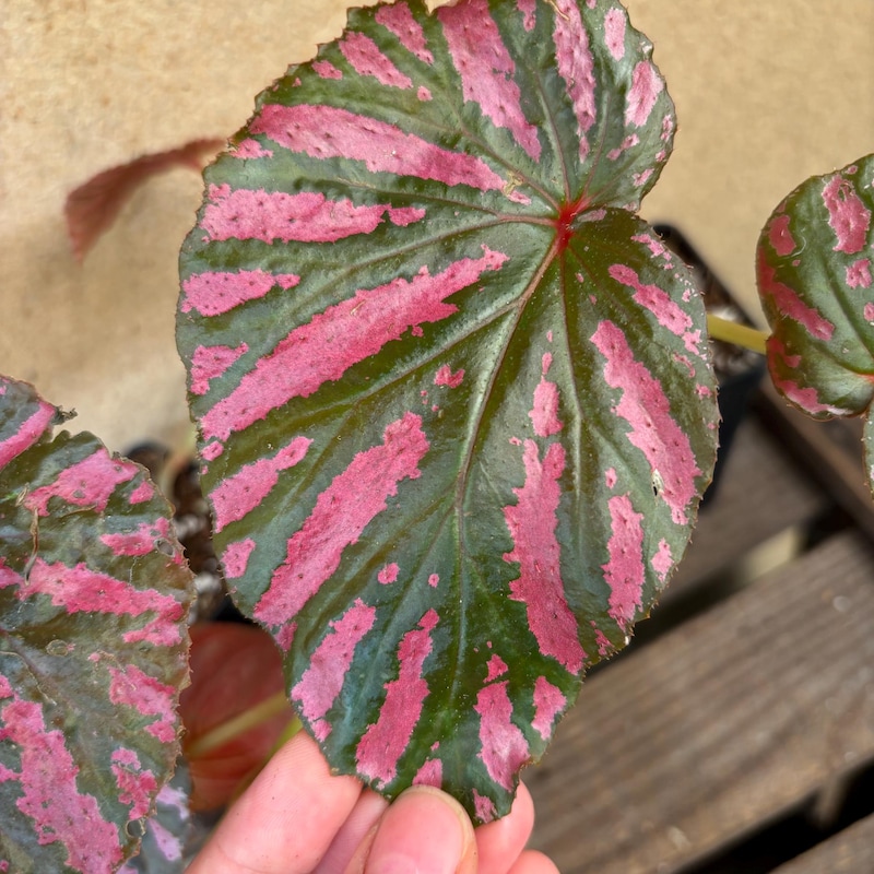 Begonia Moonlight Butterfly Plants - Etsy