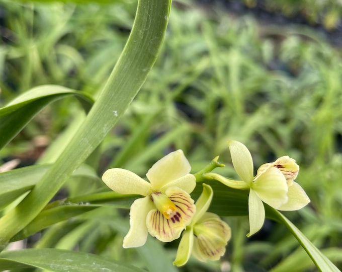 Prosthechea Radiata X Self / Encyclia Radiata / Easy Growing Orchid ...
