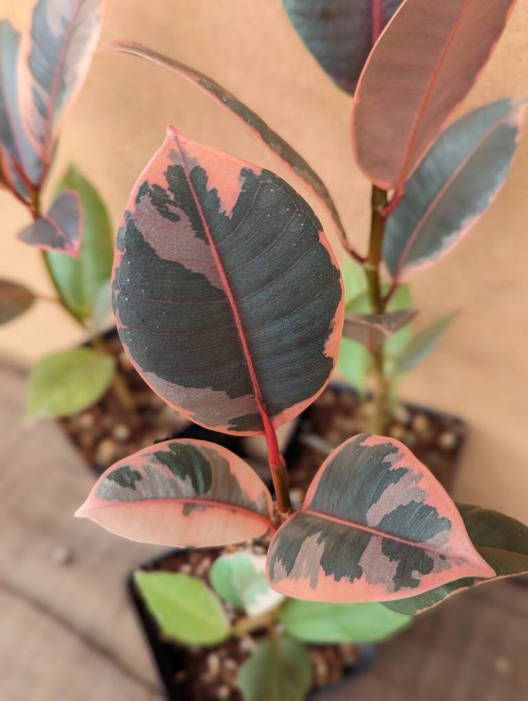Ficus Ruby ALL PLANTS Require You to Purchase 2 Plants - Etsy