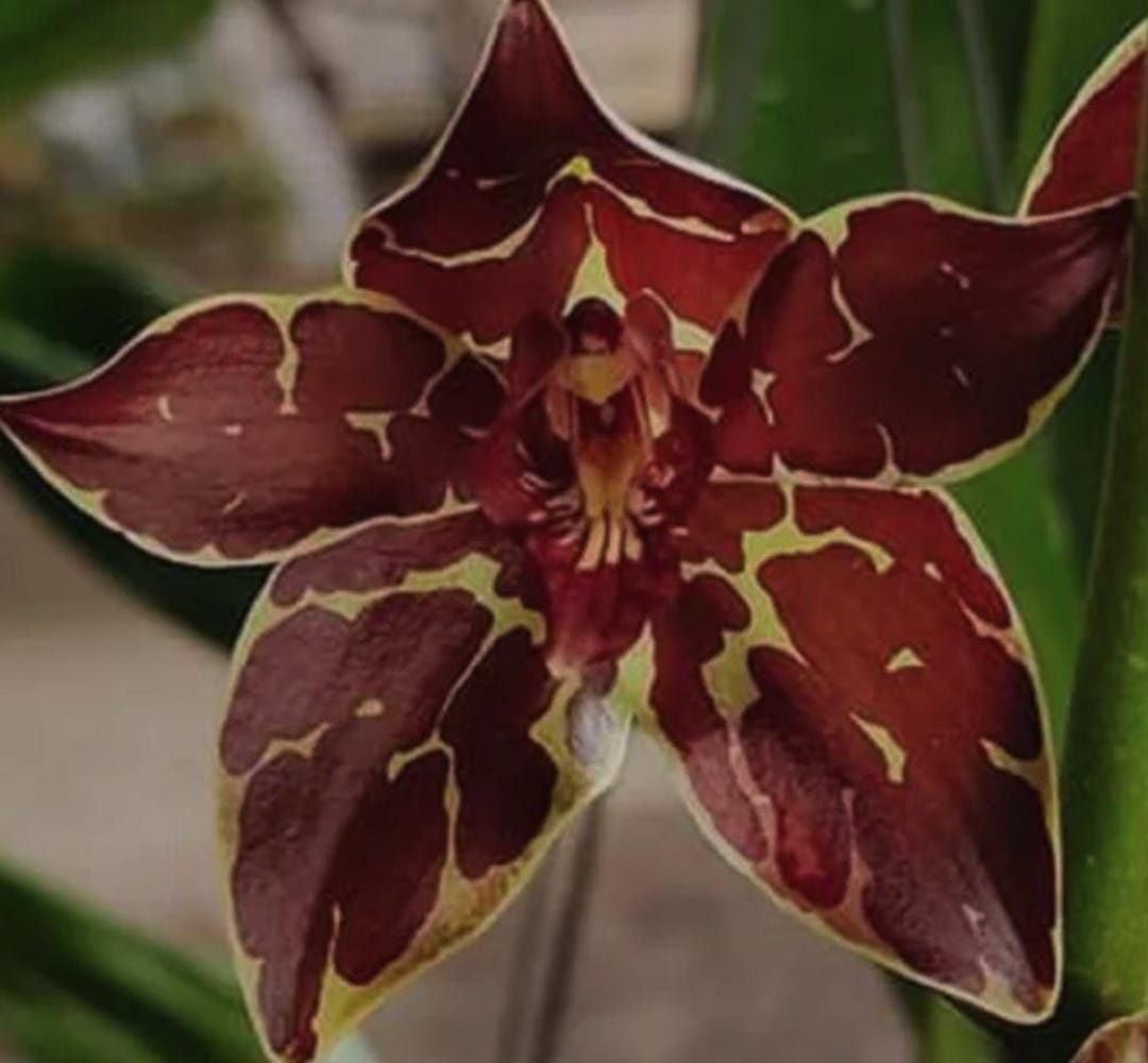 Gram. Pakkret Armada 'red Army' PLUG - Etsy