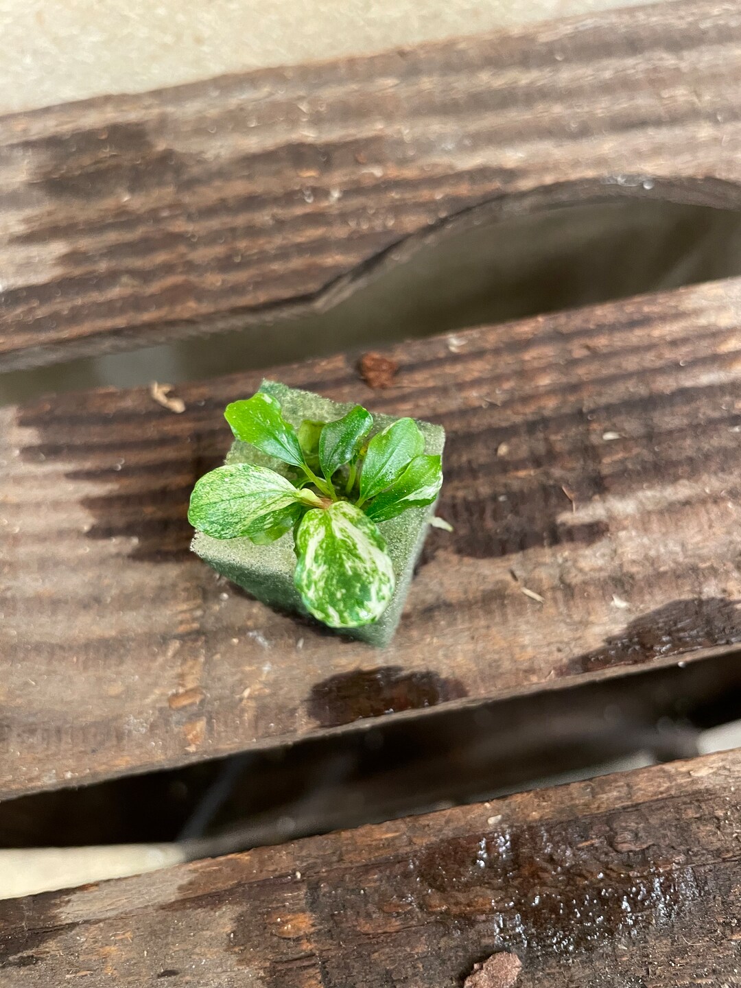 Bruce White Marble variegated Seedlings Starter Plant Aquarium/ Aquatic ...