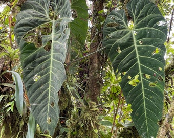 Anthurium Queremalense Large Rare Aroid Free Shipping - Etsy